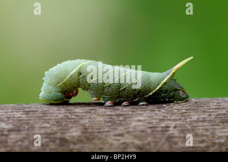 Poplar Hawk Moth Caterpillar (Laothoe populi Stock Photo - Alamy