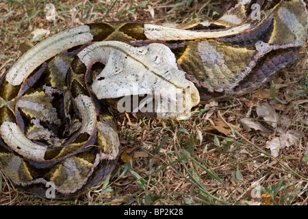 The African venomous viper Bitis Gabonica also known as "Gaboon viper ...
