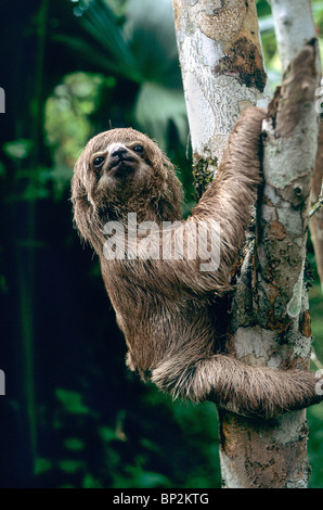 A three-toed sloth with a baby is slowly climbing up a cecropia tree in ...
