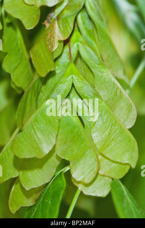 Maple tree samaras or whirlybirds hang from a tree soon to be cast to ...