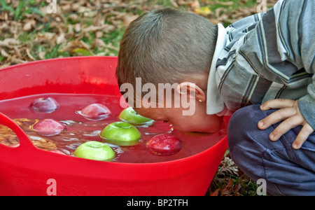 apples floating in a bucket of water traditionally apple bobbing is ...