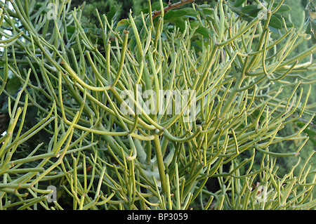 The pencil tree, euphorbia tirucalli is indigenous to tropical eastern ...