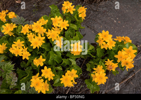 Marsh Marigold (caltha palustris polypetala Stock Photo - Alamy