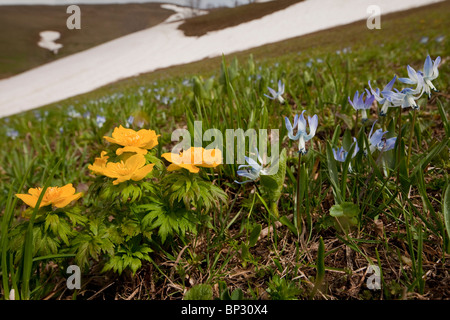Rosen's Squill, Scilla rosenii in masses, with Primula ruprechtii, high ...