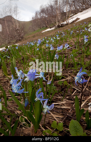 Rosen's Squill, Scilla rosenii in masses, with Primula ruprechtii, high ...