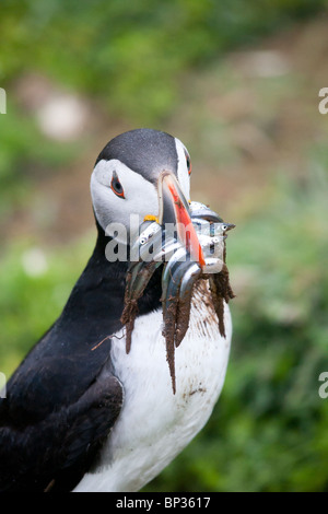 Atlantic puffin chick (Fratercula arctica) on Skomer Island, Wales ...