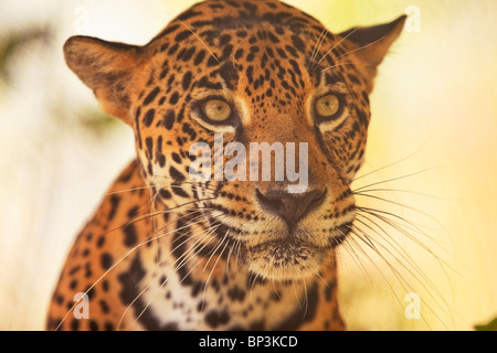 Roatan, Bay Islands, Honduras; Endangered Species Jaguar In Rehab ...