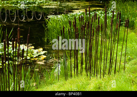 Bulrushes in an English pond Stock Photo - Alamy