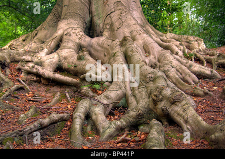 Gnarled tree roots, Cheshire, Northwest England, UK Stock Photo - Alamy