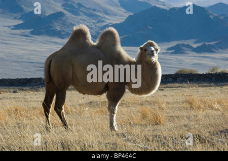 Double humped bactrian camel Stock Photo - Alamy