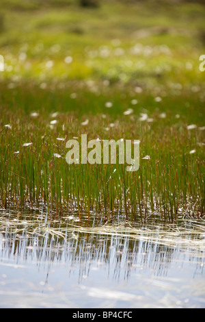 Pond with wildflowers in Thingvellir National Park - Iceland Stock ...