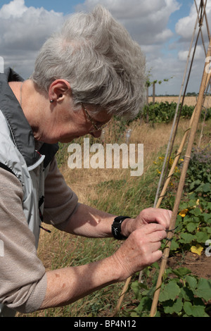 STAKING RUNNER BEANS Stock Photo - Alamy