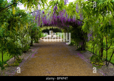 Wisteria arch pergola at Wisteria Walk in RHS Garden Wisley, Surrey ...