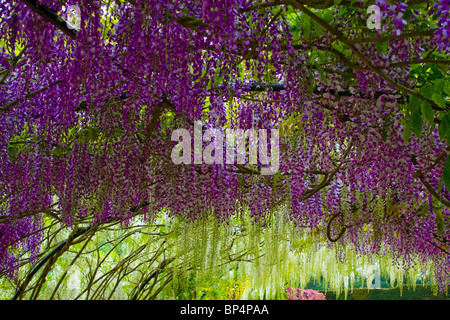 Wisteria arch pergola at Wisteria Walk in RHS Garden Wisley, Surrey ...