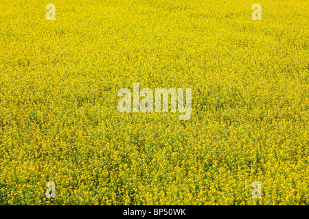 Turnip mustard field, Finland Stock Photo - Alamy