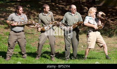 The 17 foot long Reticulated Python which is the latest edition to the ...