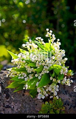 Bouquet of flowers lily of the valley on pink pastel background ...