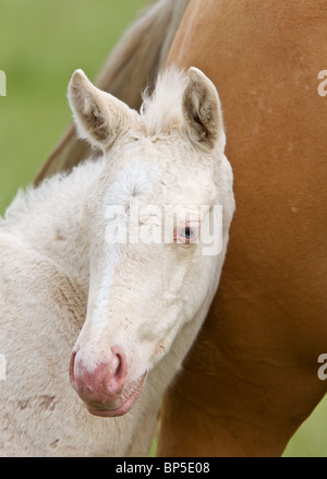 Horse and colt Saskatchewan Canada Stock Photo - Alamy