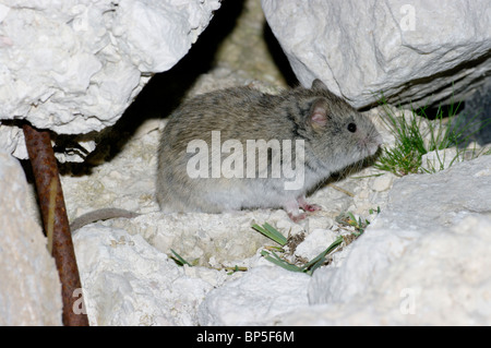 Snow Vole (Microtus nivalis Stock Photo - Alamy
