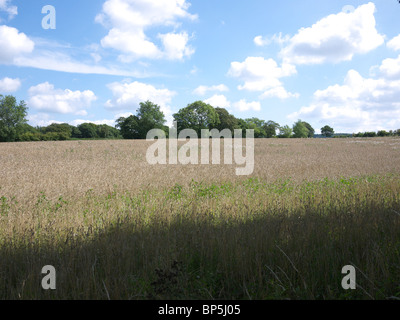 Wheat field, West Lancashire, England, UK Stock Photo - Alamy