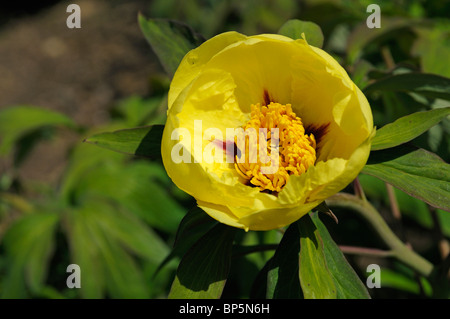 Tree Peony (Paeonia lutea hybrid Leda), flower Stock Photo - Alamy