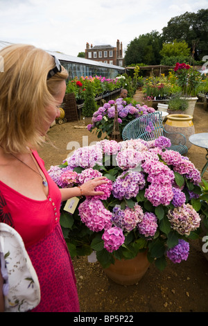 A lady gardener buying Spring Blue Lace hardy Primula plants at a ...