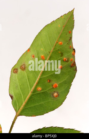 Rose rust , Phragmidium mucronatum, lesions and chlorosis formed on the upper leaf surface of an ...