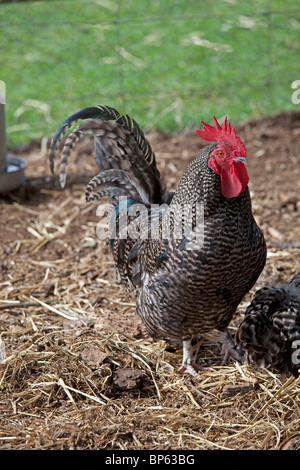 Scots Dumpy cockerel rare breed chicken Farm Park Cotswolds UK Stock ...