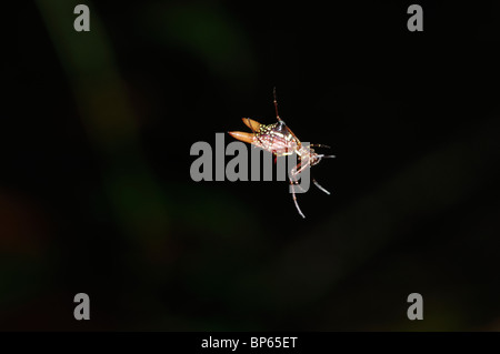 Tropical spider lowering itself from trees above via a silk dragline ...