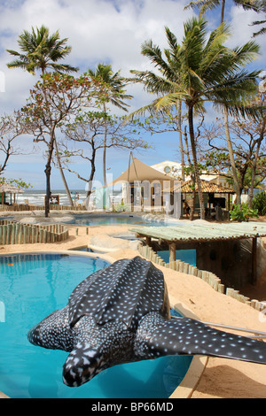 Tamar Project - turtles protections Stock Photo - Alamy