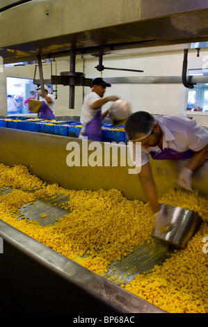 Workers pulling cheese curd out of mixer at the Loleta Cheese Factory ...