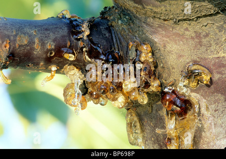 cherry tree disease. fruit tree disease. bacterial or virus disease ...