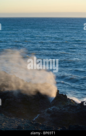 Spurt of water spraying in wind from blowhole in coastal rocks, Shelter ...