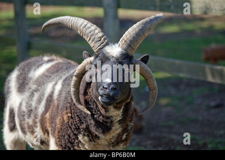 Jacobs sheep ram Stock Photo - Alamy