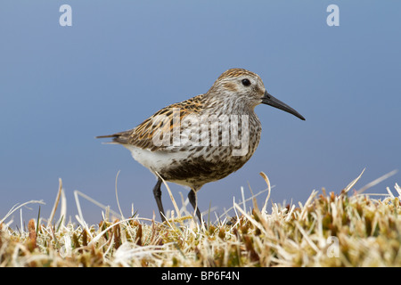 Dunlin (Calidris alpina) in summer plumage, Shetland Islands, UK Stock ...