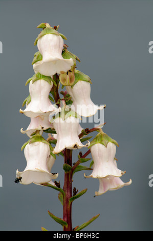 Azorina vidalii endemic plant in the Azores, Corvo island, Portugal ...