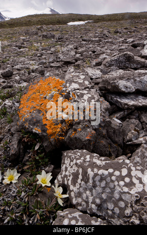 Fossil coral on Parker Ridge, Banff National Park, Rockies, Canada ...