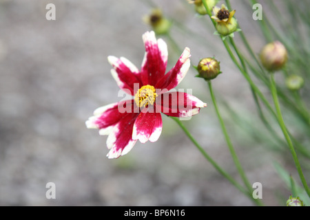 tickseed ruby frost Stock Photo - Alamy