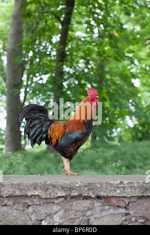 Rooster standing, side view Stock Photo - Alamy