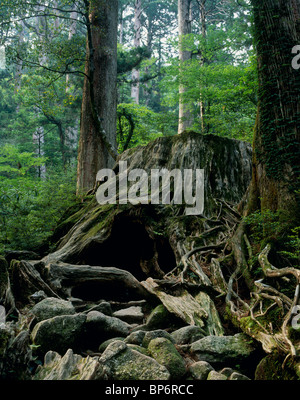 Wilson stump Yakushima Japan Stock Photo - Alamy