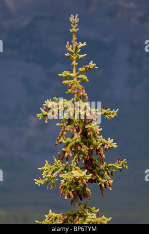 Engelmann spruce (Picea engelmannii) cone, Olallie Lake Scenic Area ...