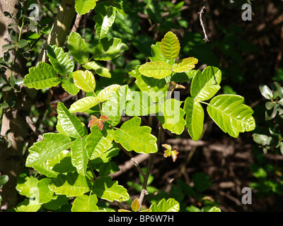Poison Oak bush with fresh spring growth and little flowering blooms at ...