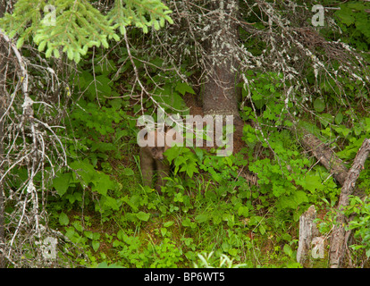 Grizzly bear (Ursus arctos) cub playing with flower in Gran Teton ...