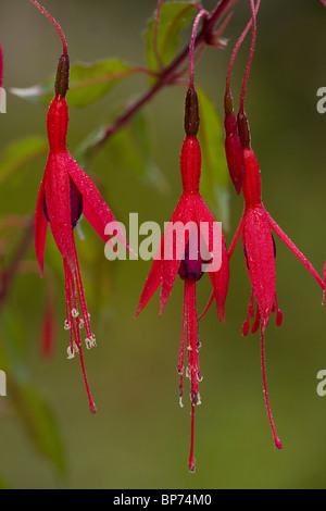 Fuchsia magellanica flowers Stock Photo - Alamy