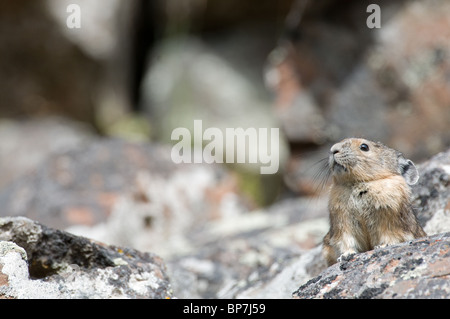 American pika (Ochotona princeps) among lichen-covered boulders of ...