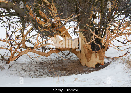 Fruit tree damaged by rabbits (Oryctolagus cuniculus) and other rodents ...
