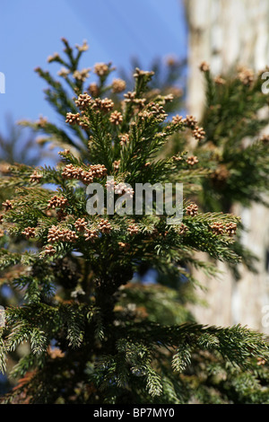 Cedar Pollen, Wakayama Prefecture, Japan Stock Photo - Alamy