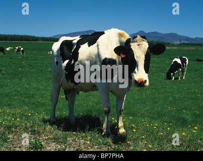 Cattle farms in Hokkaido, Japan Stock Photo - Alamy