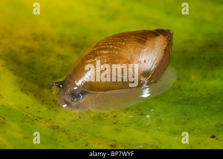 A small amphibious snail, Succinea pfeifferi, Arthog Bog, North Wales ...