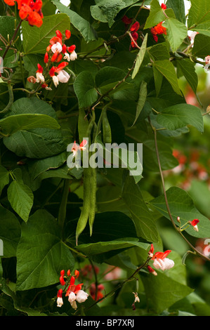 Runner Bean 'Painted Lady' growing in allotment at Hatchlands Park ...